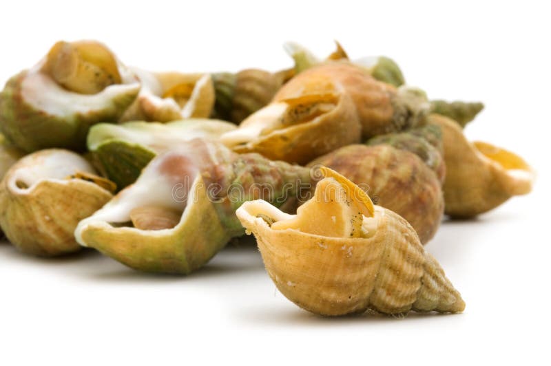 Cooked shell stock image. Image of crustaceans, healthy - 6405415