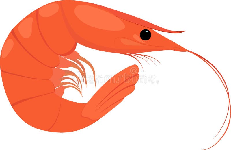 Cooked Shrimp on White Background Stock Vector - Illustration of shrimp ...