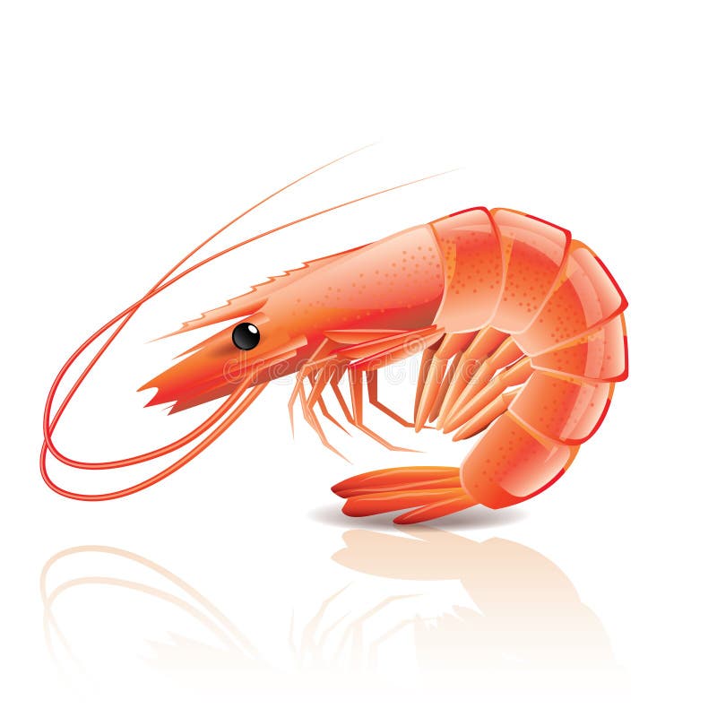 Shrimp Clip Art Stock Illustrations – 1,520 Shrimp Clip Art Stock ...