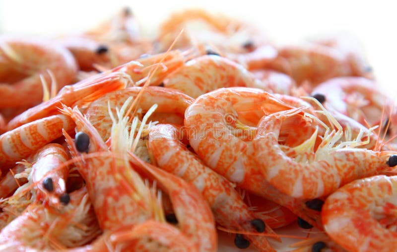 Shrimp stock image. Image of delicious, peach, boiled - 21876773