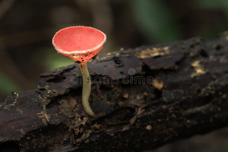 Cookeina Sulcipes Fungi Cup Stock Image - Image of nature, champagne ...