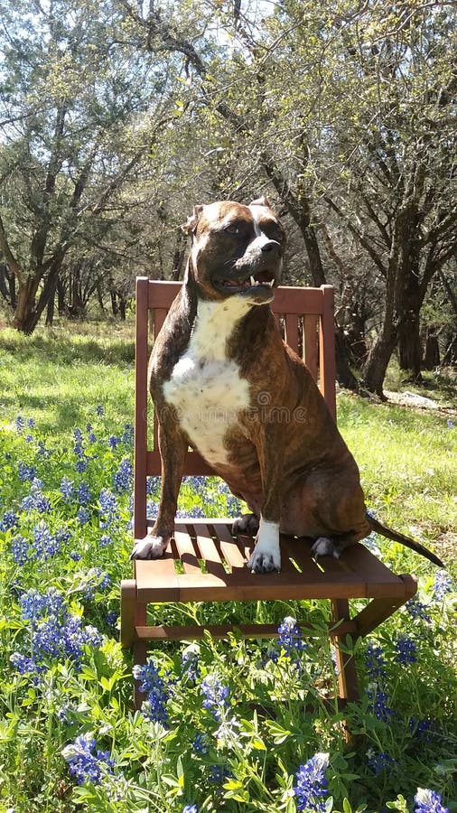 Pics Arnotts Cookie Stock Photos - Free & Royalty-Free Stock Photos ...