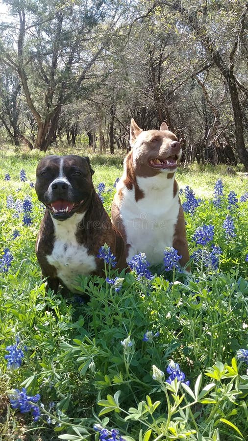 Pics Arnotts Cookie Stock Photos - Free & Royalty-Free Stock Photos ...