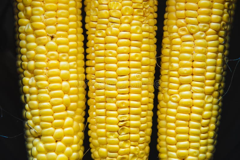 Cooking Corn in a Pan in the Kitchen Stock Photo - Image of cook, maize ...