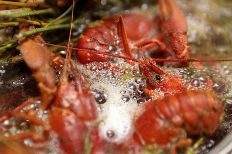 Cooking crayfish stock photo. Image of drink, sweden - 10687064