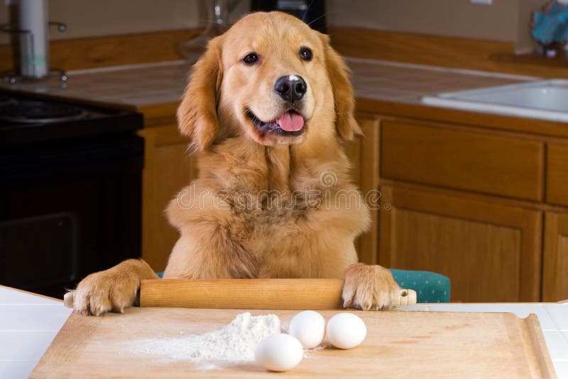 Cooking dog stock image. Image of retriever, dough, food - 23908657