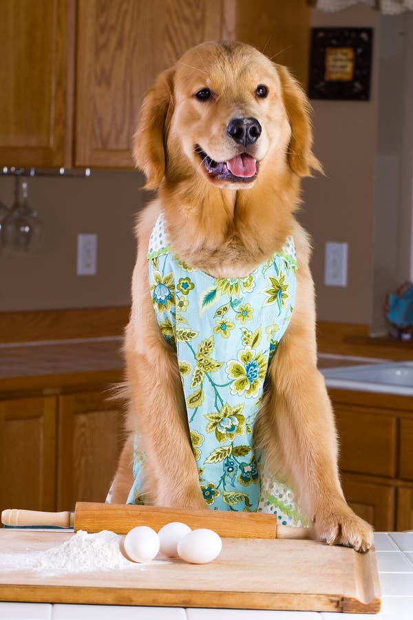 111 Golden Retriever Cooking Stock Photos - Free & Royalty-Free Stock ...