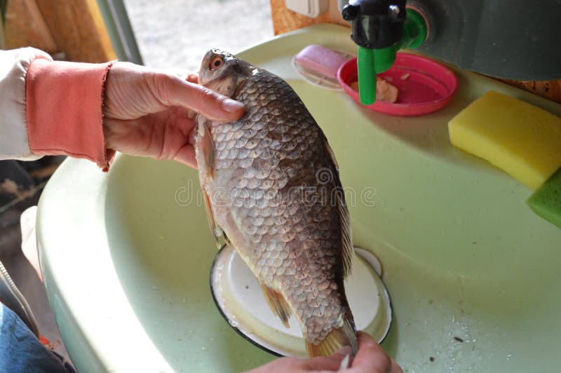 Cooking dried ram fish stock photo. Image of soviet - 158829454