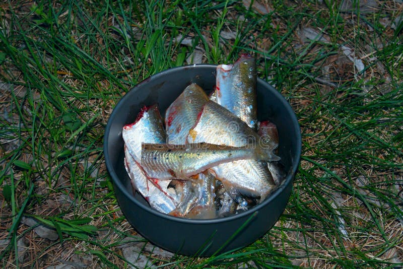 Cooking fish stock photo. Image of cooking, wood, baked - 73192656