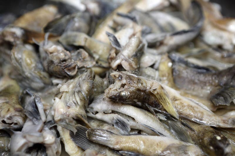 Cooking of goby fish stock photo. Image of kitchen, crockery - 60394916