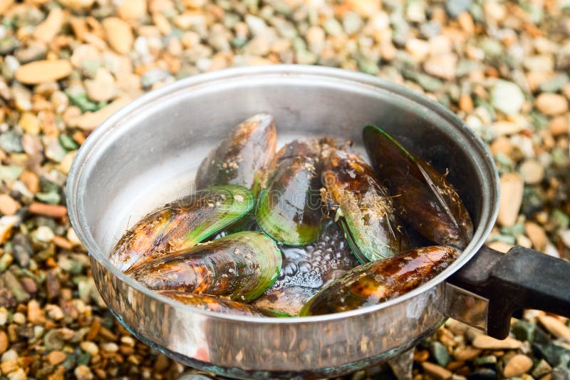 Greenshell mussels stock photo. Image of zealand, fishing - 13587134