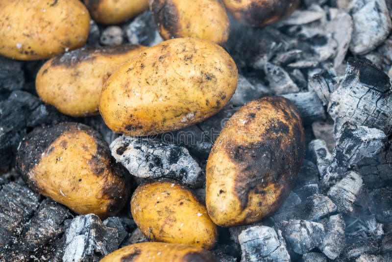 Cooking Potatoes in the Fire. Potatoes Thrown in Ashes Stock Photo ...