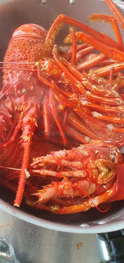 Cooking Red lobster stock photo. Image of organism, food - 245423216