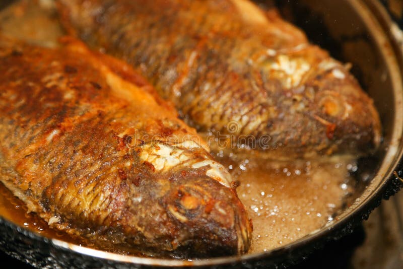 Cooking Tilapia fish stock photo. Image of catch, detail - 37049652