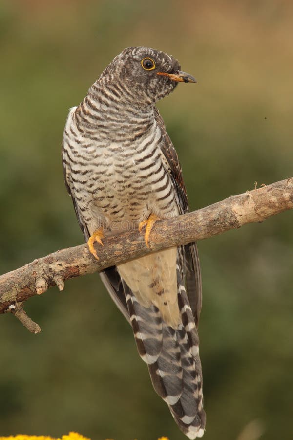 Cookoos Photos - Free & Royalty-Free Stock Photos from Dreamstime