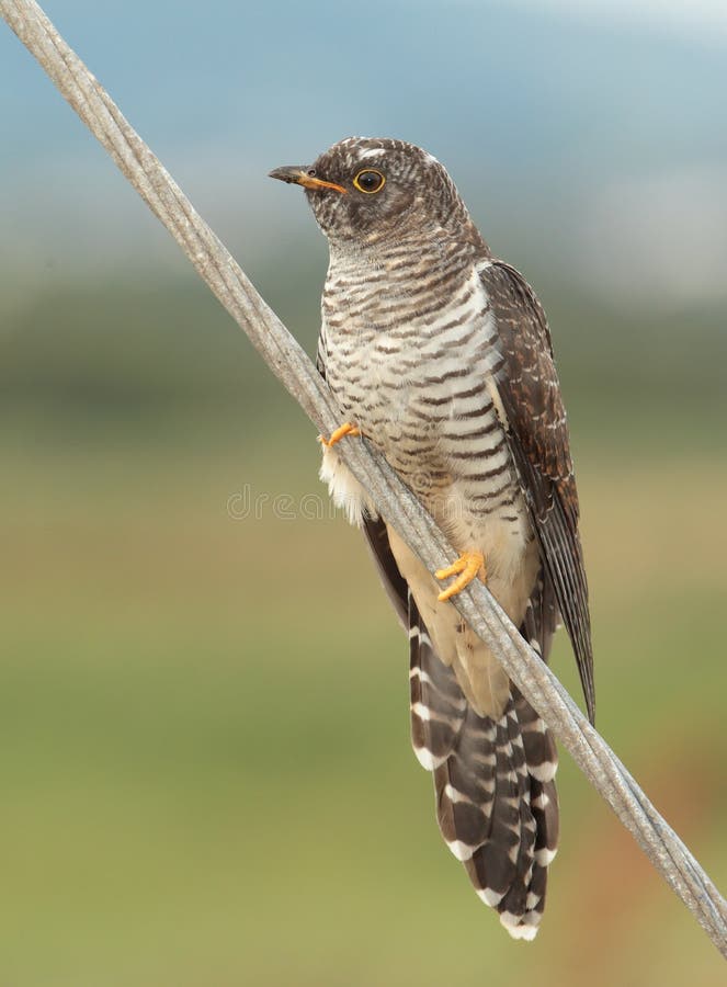 Cookoos Stock Photos - Free & Royalty-Free Stock Photos from Dreamstime