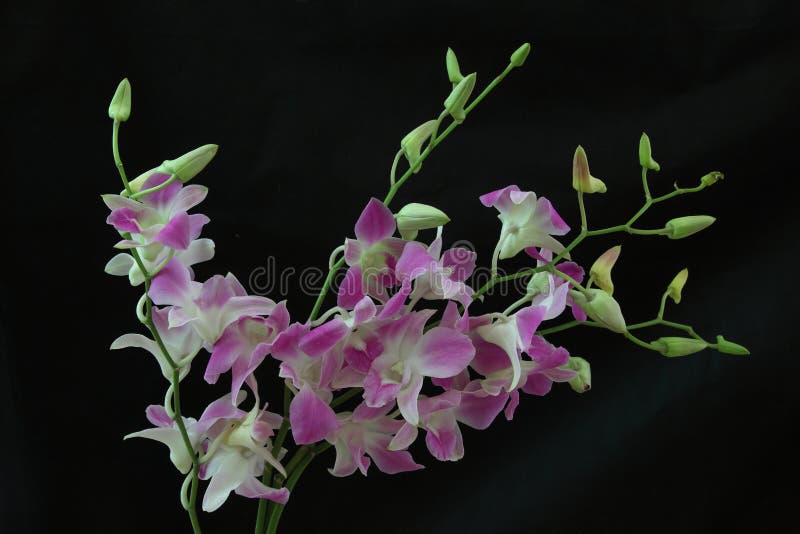 482 Cooktown Orchid Stock Photos - Free & Royalty-Free Stock Photos ...