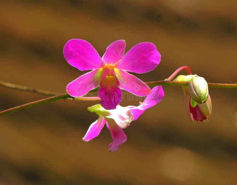 Cooktown orchid flower stock photo. Image of orchid - 192691366