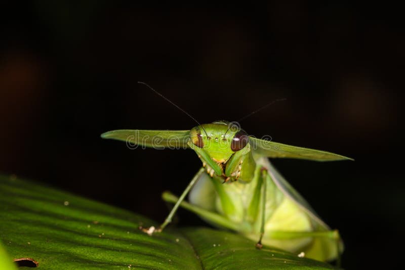 Cool Alien Looking Leaf Mimic Mantis Stock Image - Image of green ...