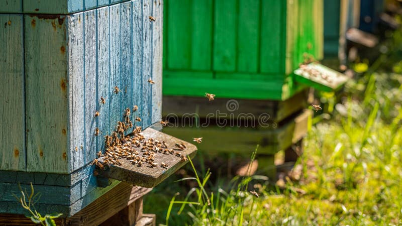Cool Apiary in the Fruit Orchard. Ecological Honey Production Stock ...