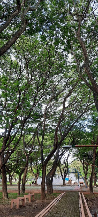 The Cool Atmosphere of the City Park Stock Image - Image of grove, tree ...