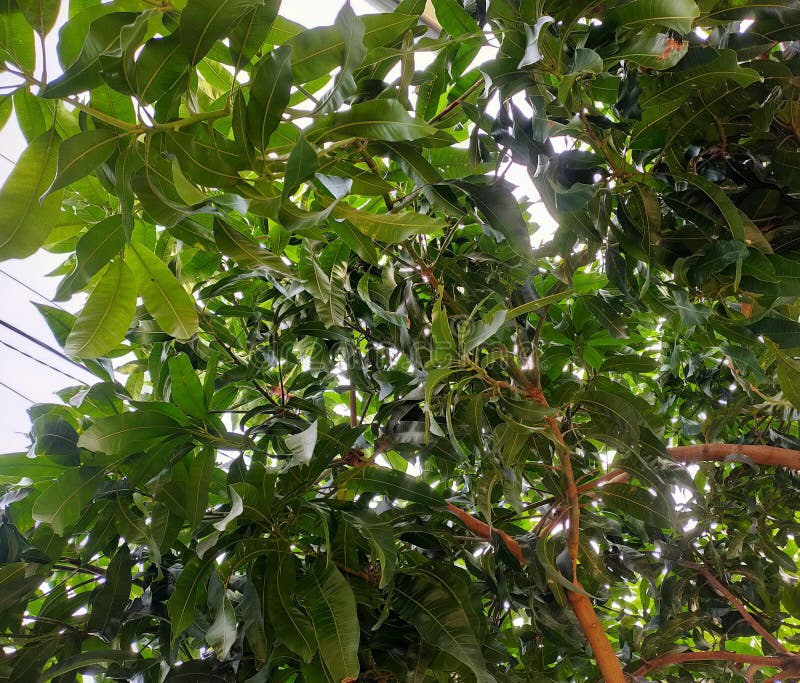 Cool Atmosphere Under a Shady Tree Stock Photo - Image of cool, shady ...