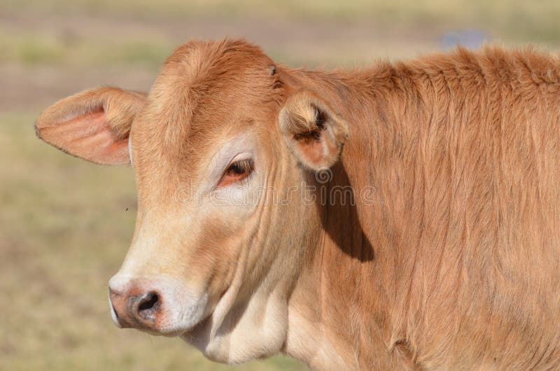 Cool baby calf stock image. Image of head, herd, mare - 233130317