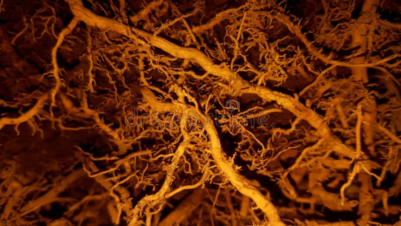 COOL BACKGROUND of DRY BRANCHES or PLANT ROOTS Stock Image - Image of ...