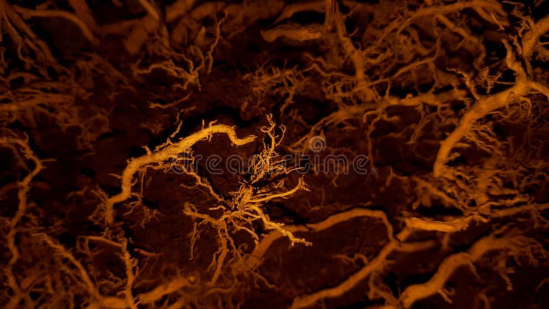 COOL BACKGROUND of DRY BRANCHES or PLANT ROOTS Stock Photo - Image of ...
