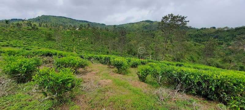 Cool and Beautiful Tea Garden Mountain Stock Image - Image of beautiful ...