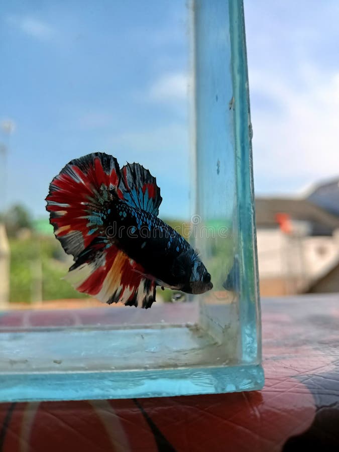 Cool Betta Fish Stock Photos - Free & Royalty-Free Stock Photos from ...