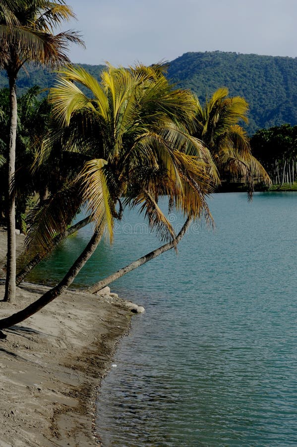 Cool breeze stock photo. Image of tree, healthy, plant - 39884976