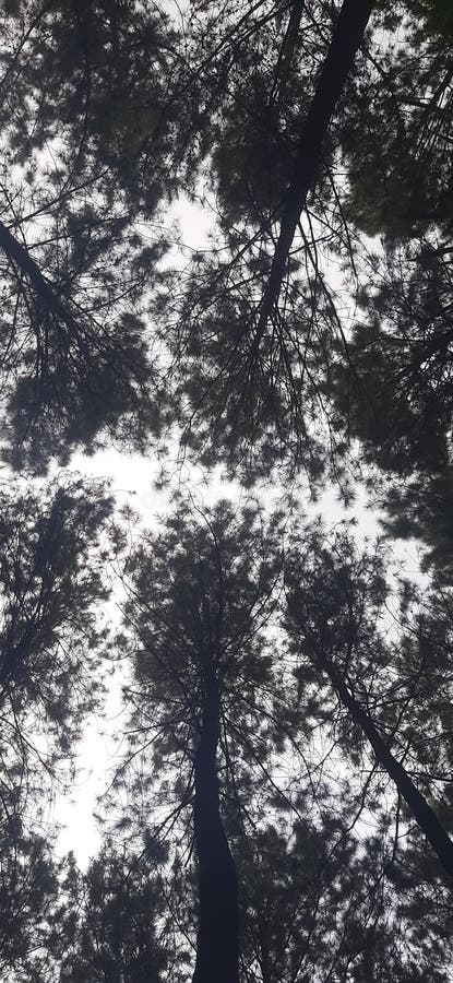 Cool calm fir leaf forest stock photo. Image of calm - 224107106