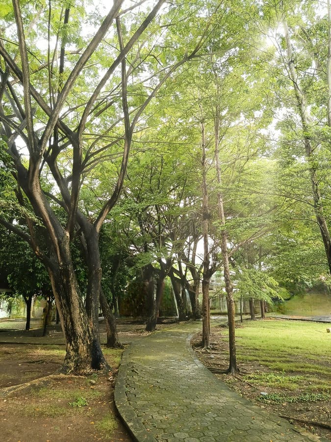 Cool and calm green park stock image. Image of cool - 378703445