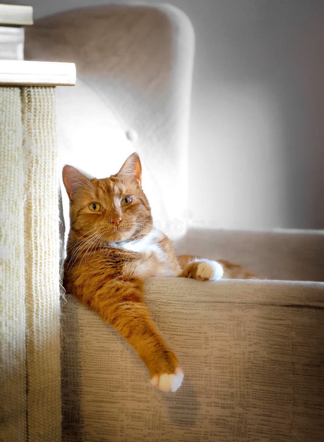 Cool Cat stock image. Image of stud, chill, sitting - 294082917