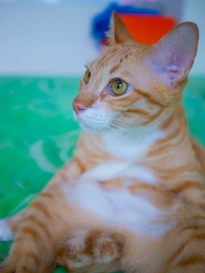 Cool cat stock photo. Image of animal, cool, lovely, tiger - 80490572