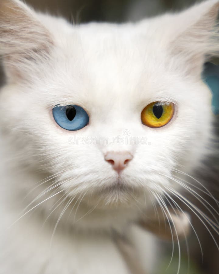 White Persian Cat with Odd Eyes Yellow and Blue Eyes Stock Photo ...