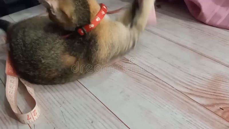 A Cool Cat Playing on the Rope on the Table Stock Footage - Video of ...