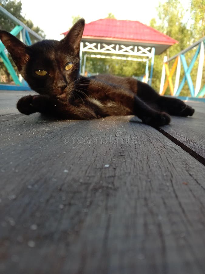 Cool Cat Pose stock photo. Image of wildcat, nose, white - 208593046