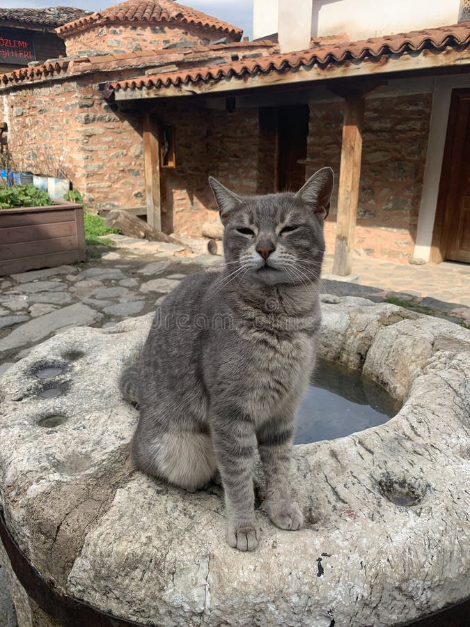 Cool cat sitting on a rock stock image. Image of cute - 290259945