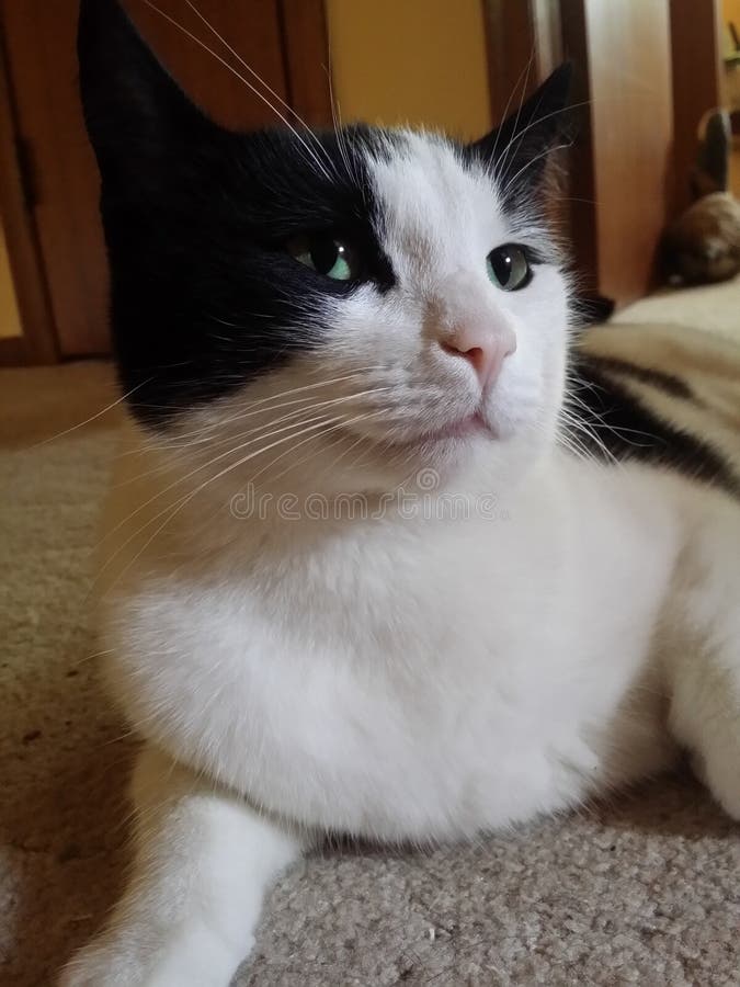 Cool cat stock photo. Image of taking, break, cool - 120880934