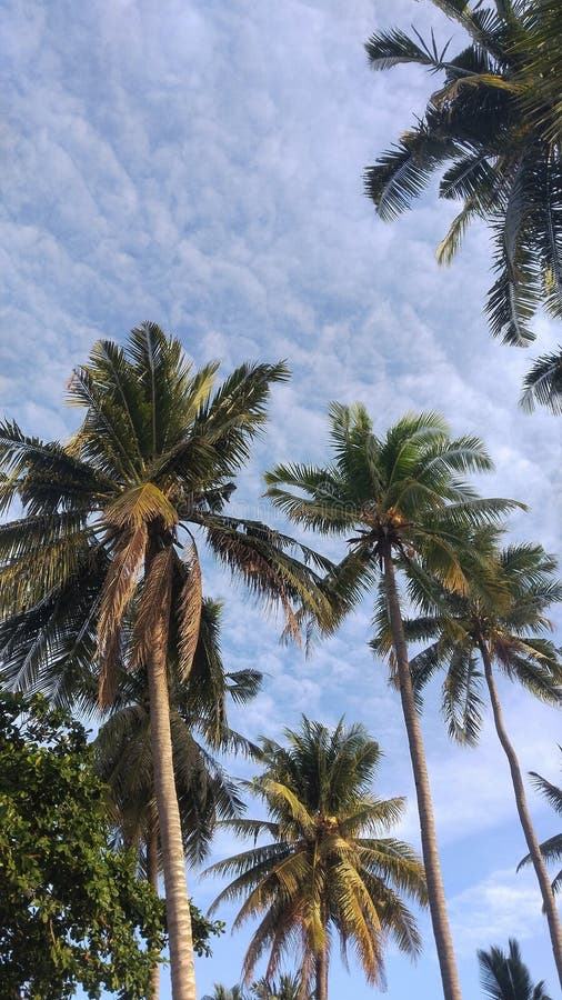 Cool coconut trees stock photo. Image of fruit, coconut - 289980562