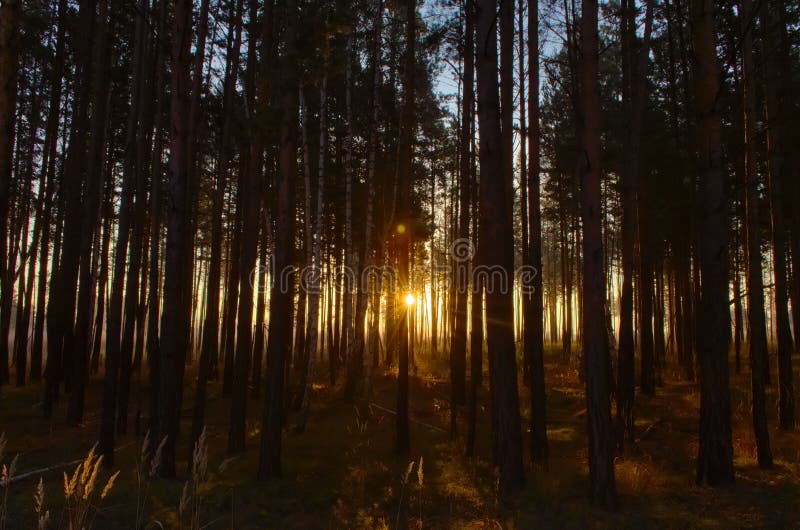 Cold sunrise stock photo. Image of pure, sunset, dawning - 2714428