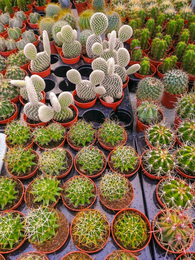 Cool Cactus Wearing Sunglasses Stock Image - Image of wearing, beaten ...