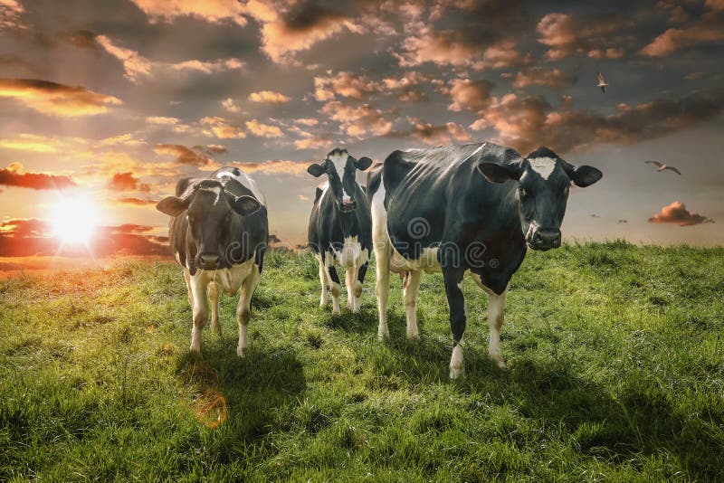 Cool cows stock image. Image of sundown, agriculture - 93788727
