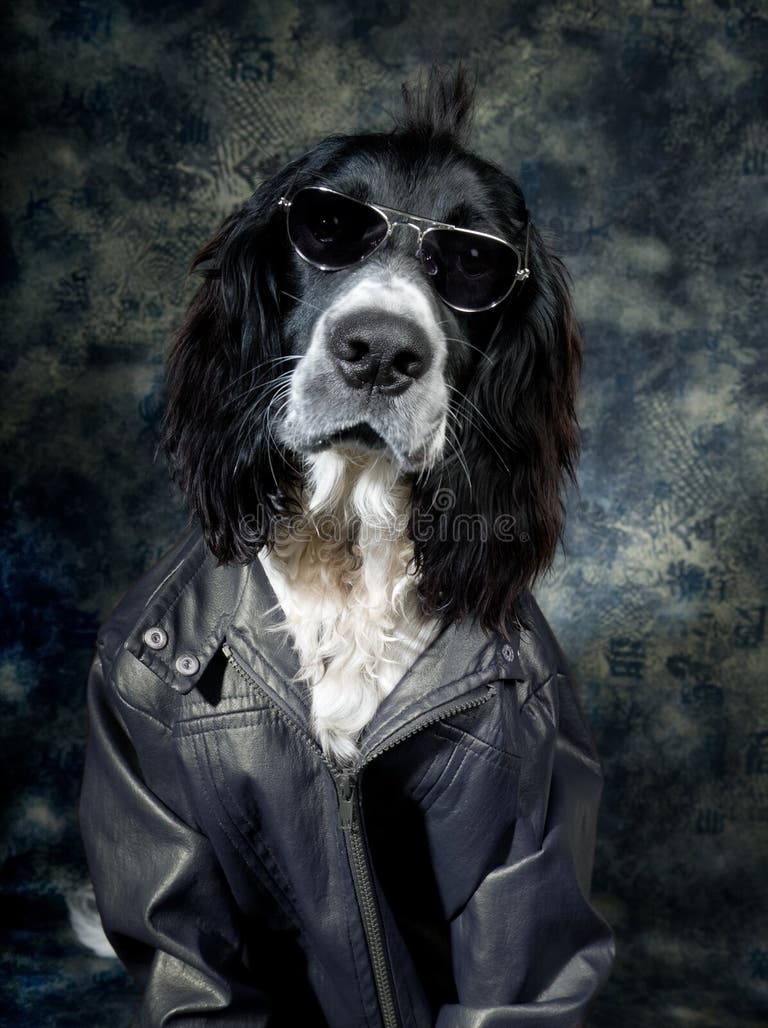 22,182 Cool Dog Stock Photos - Free & Royalty-Free Stock Photos from ...