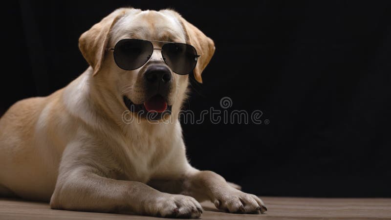 Cool Labrador Puppy in Sunglasses Posing As Model. Stock Photo - Image ...
