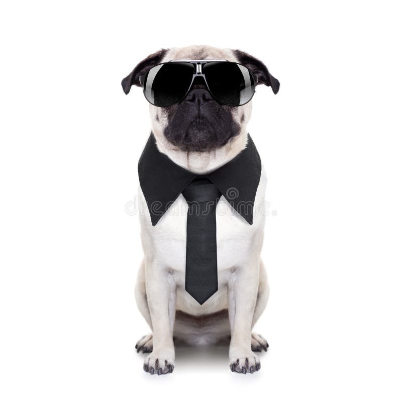 Cool dog stock image. Image of fashion, serious, cute - 43934467