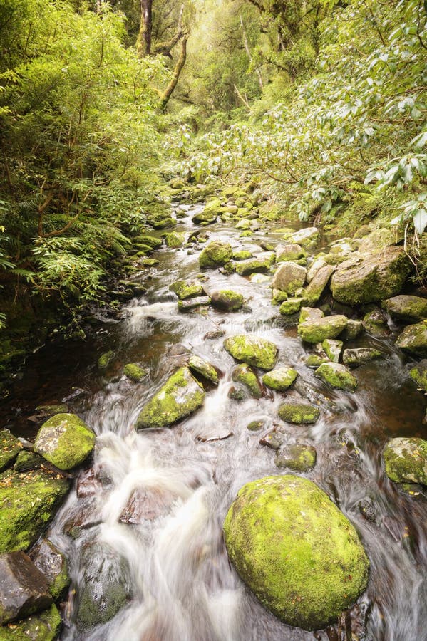 Fast Flowing Stream New Zealand Stock Image - Image of scenery, damp ...