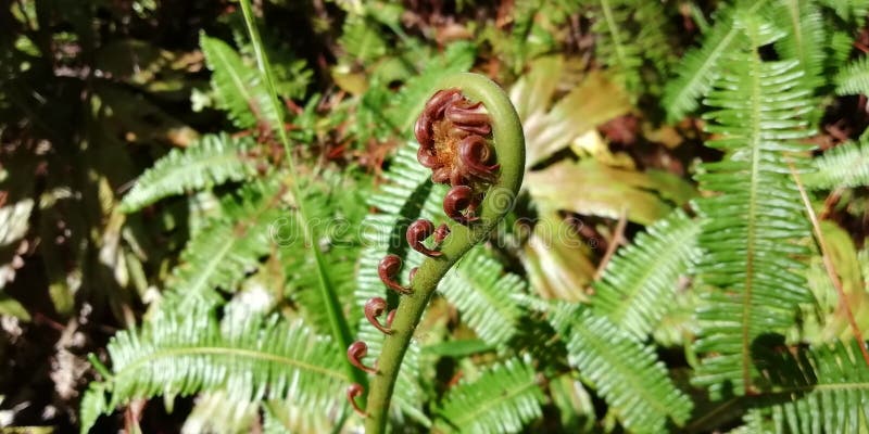 Cool Fern Leaf stock photo. Image of fern, curled, nature - 189384926